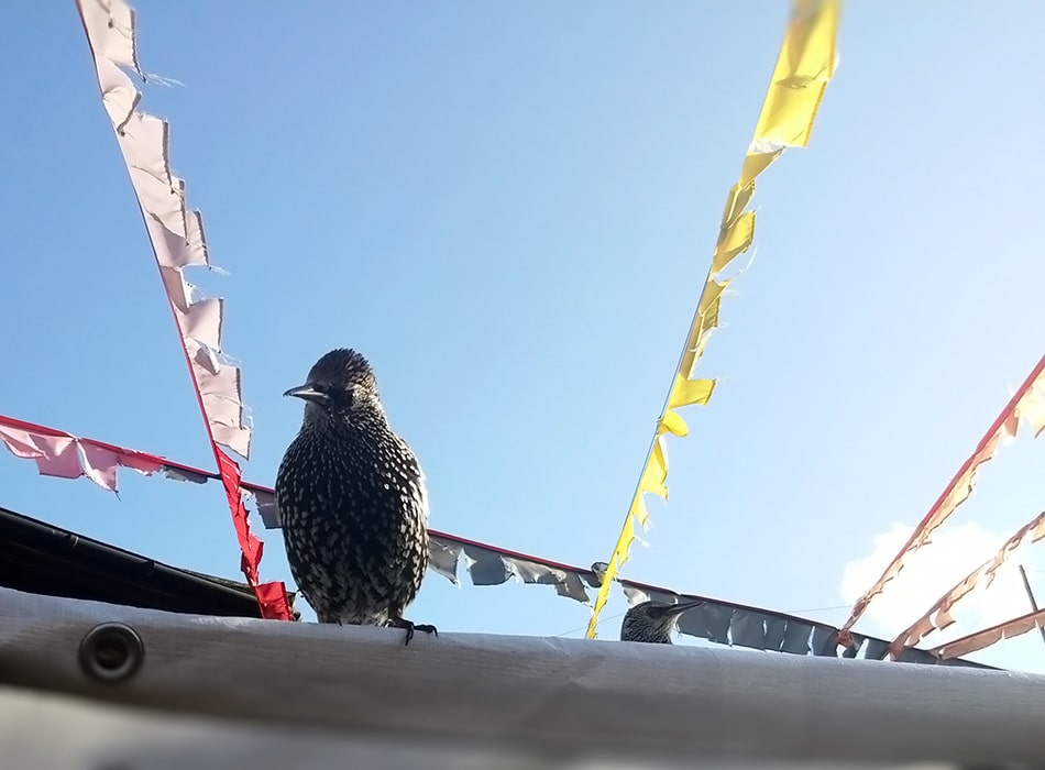 Camden Market Birds | London Design Collective