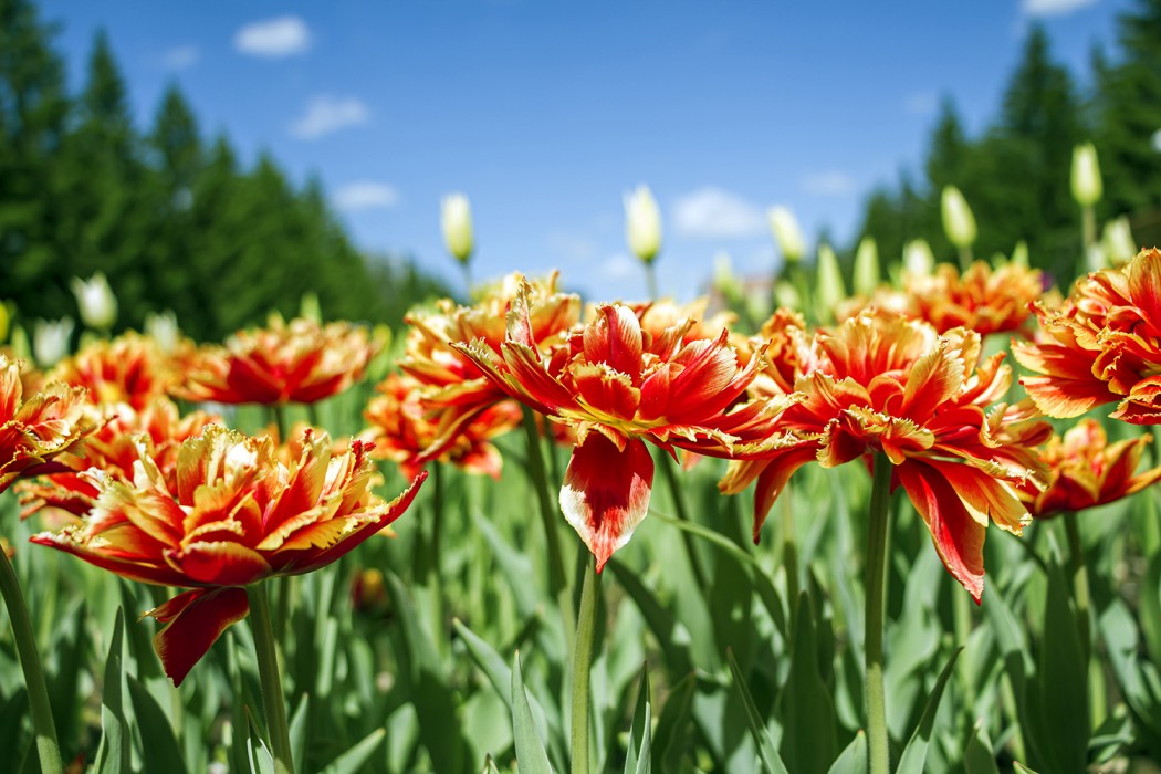 Celebrating The Season – Orange Flower Bulbs | London Design Collective